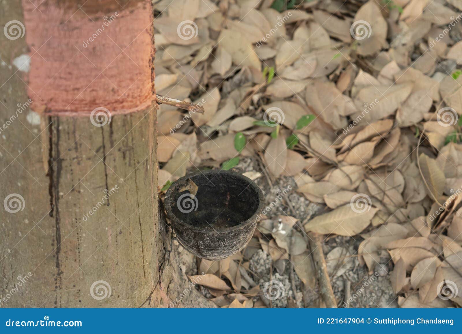 Rubber Tapping Knife Stock Image | CartoonDealer.com #39246223