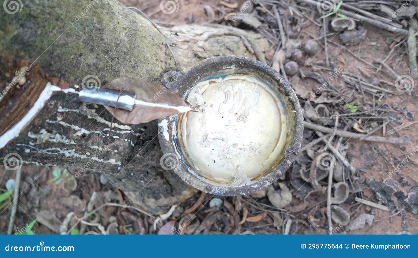 Rubber Tapping, Tapping Latex Rubber Tree, Rubber Latex Extracted from ...