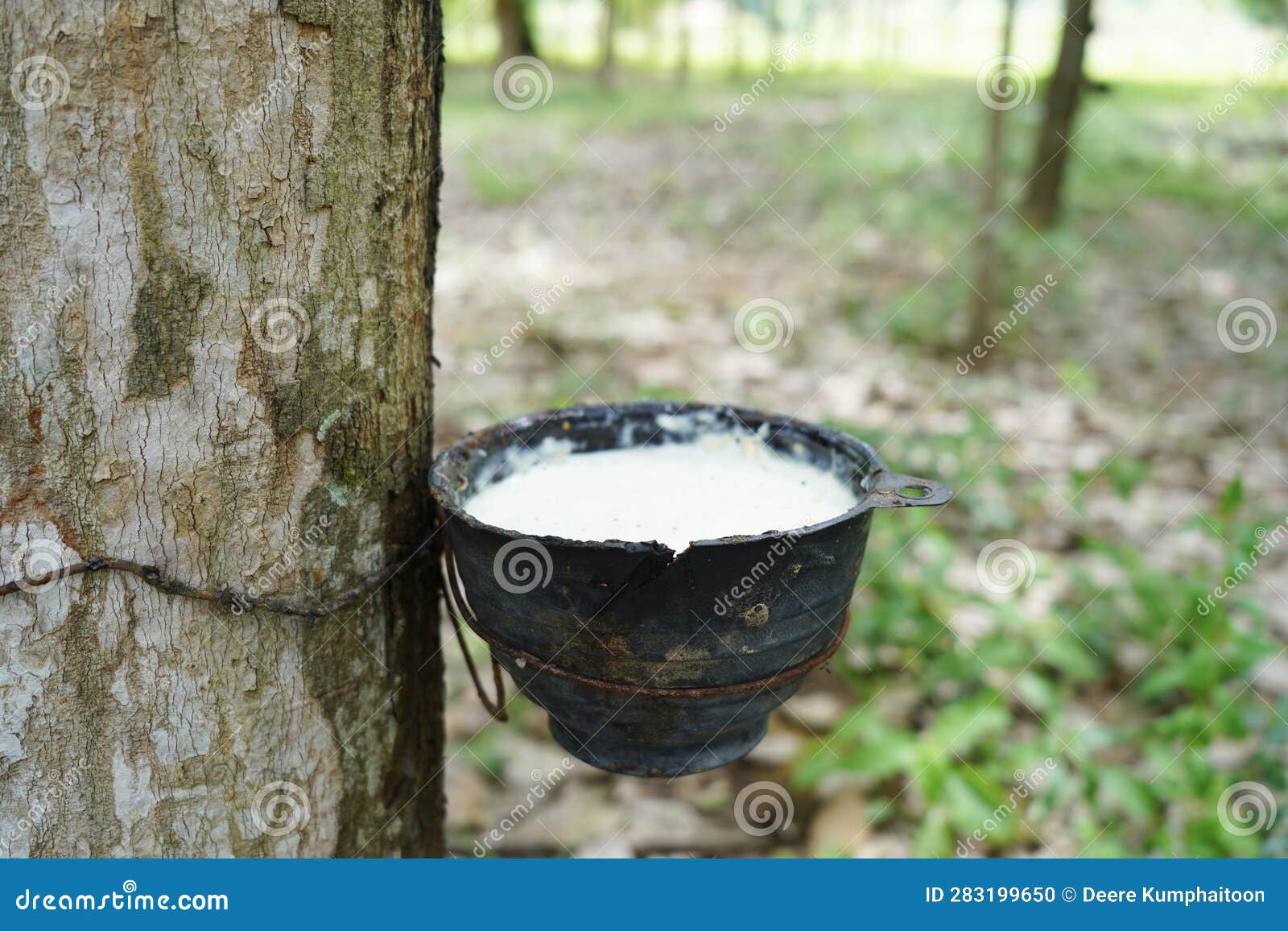 Rubber Tapping, Tapping Latex Rubber Tree, Rubber Latex Extracted from ...