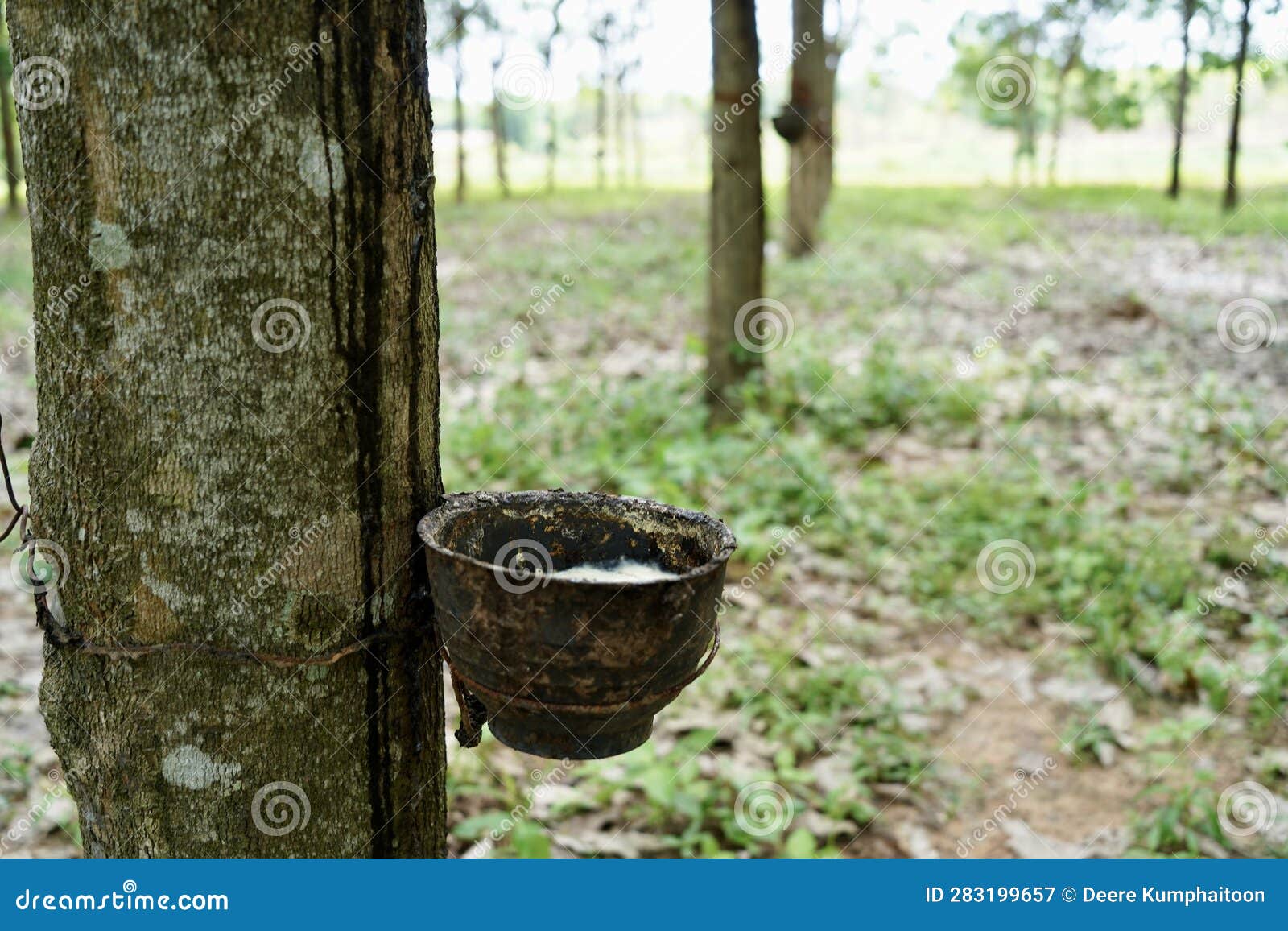 Rubber Tapping, Tapping Latex Rubber Tree, Rubber Latex Extracted from ...