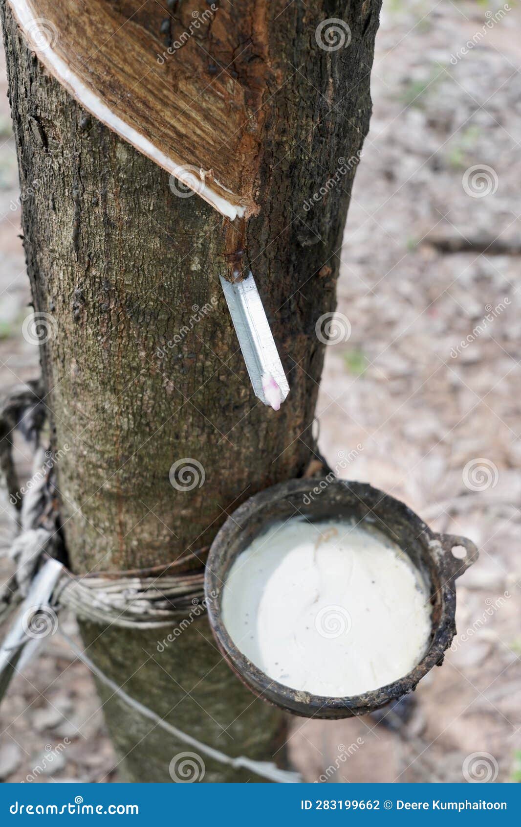 Rubber Tapping, Tapping Latex Rubber Tree, Rubber Latex Extracted from ...