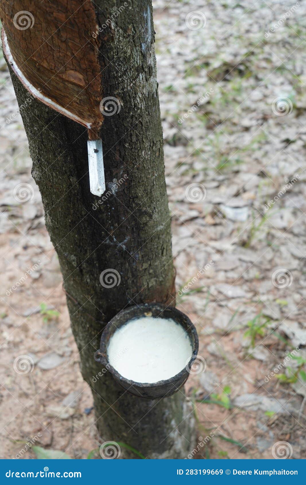 Rubber Tapping, Tapping Latex Rubber Tree, Rubber Latex Extracted from ...