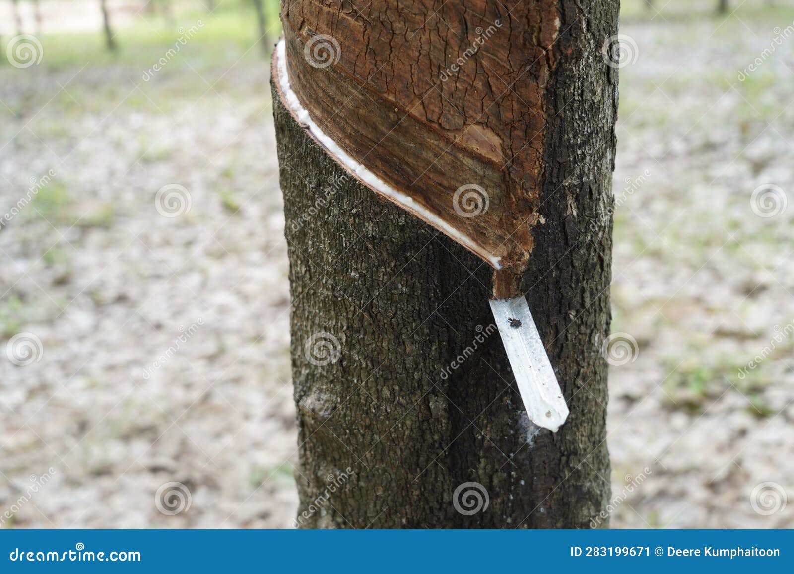 Rubber Tapping, Tapping Latex Rubber Tree, Rubber Latex Extracted from ...