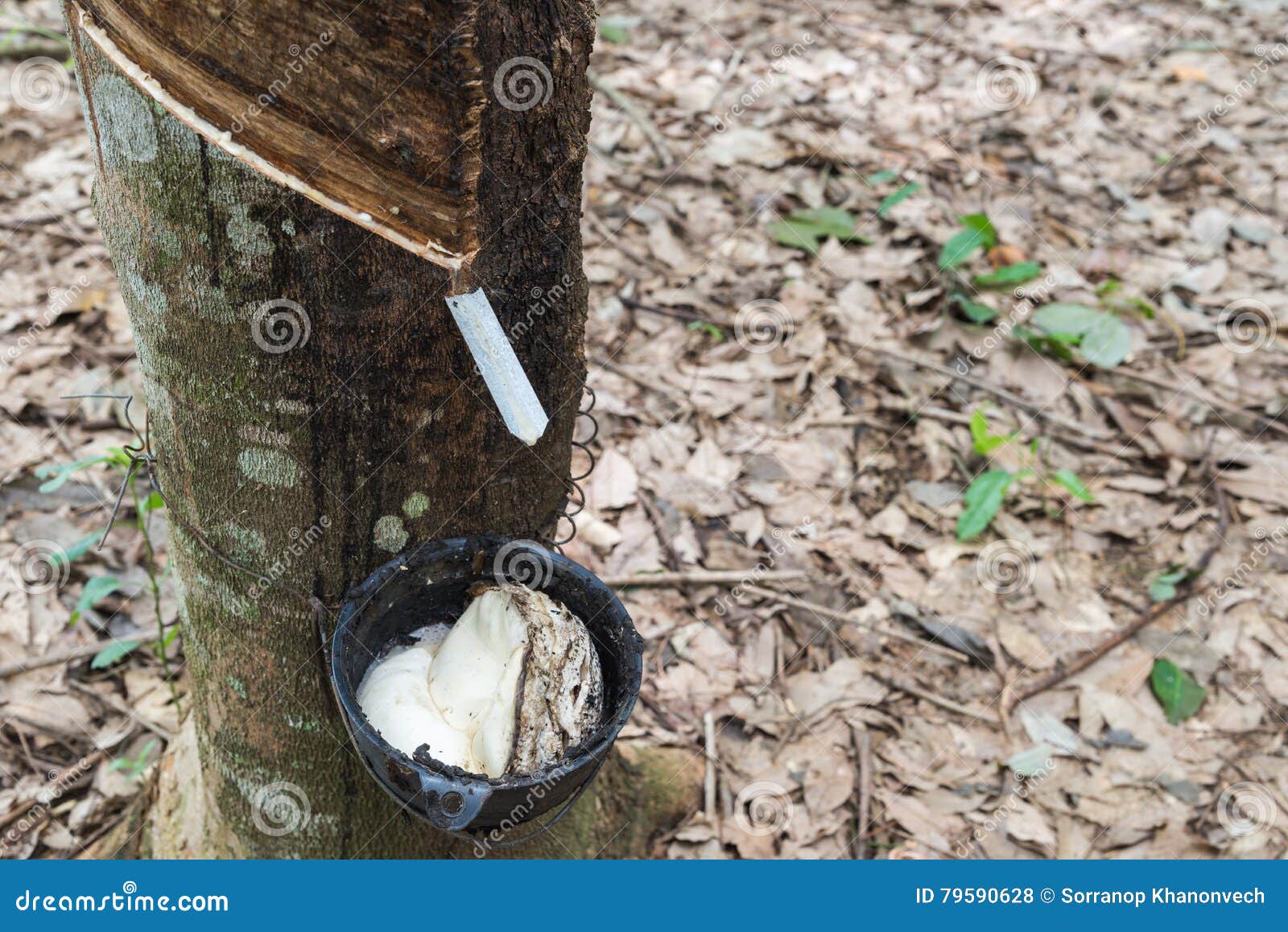 Rubber Tapping.Thailand stock photo. Image of trunk, natural - 79590628