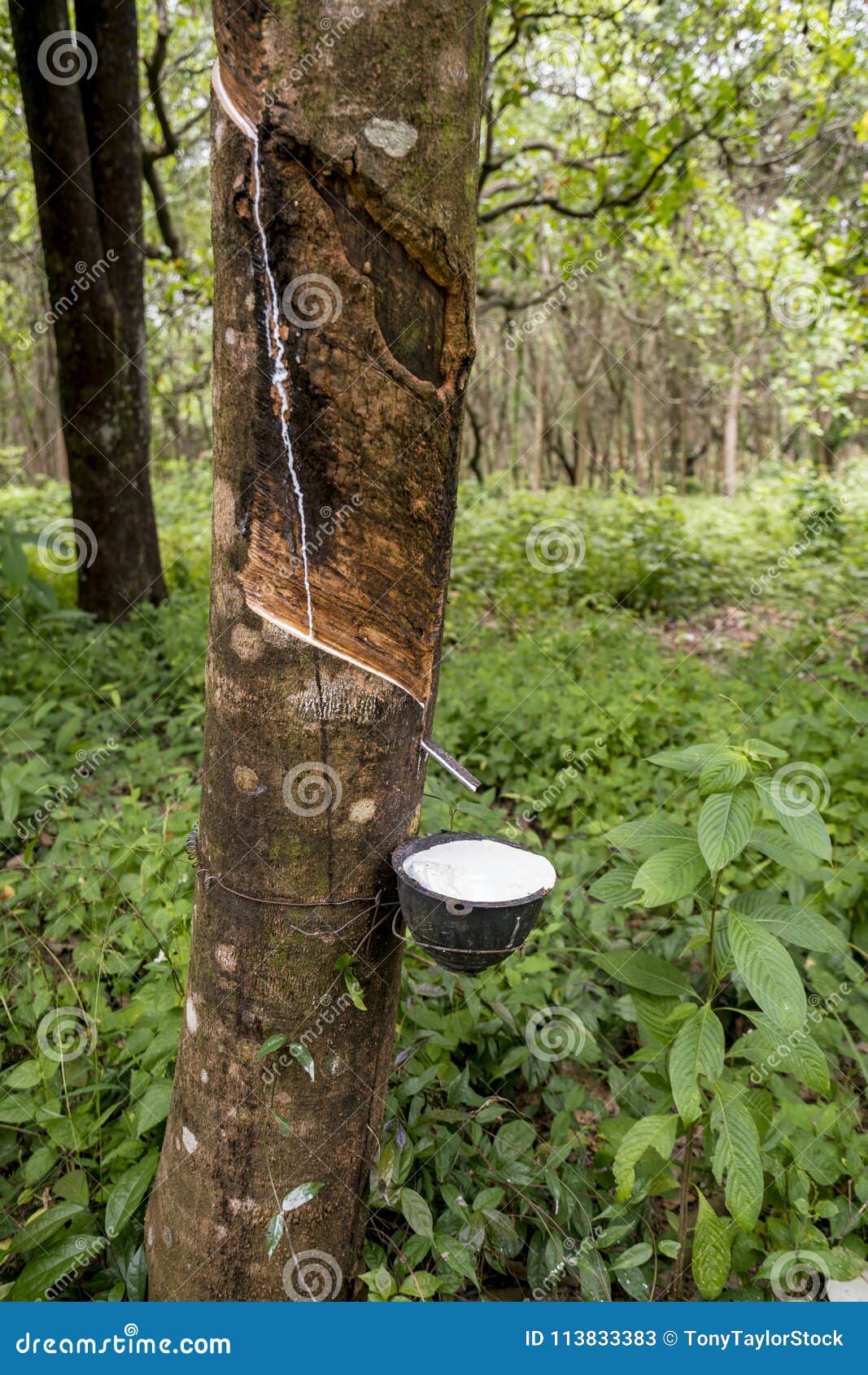 Rubber Tapping Knife Stock Image | CartoonDealer.com #39246223