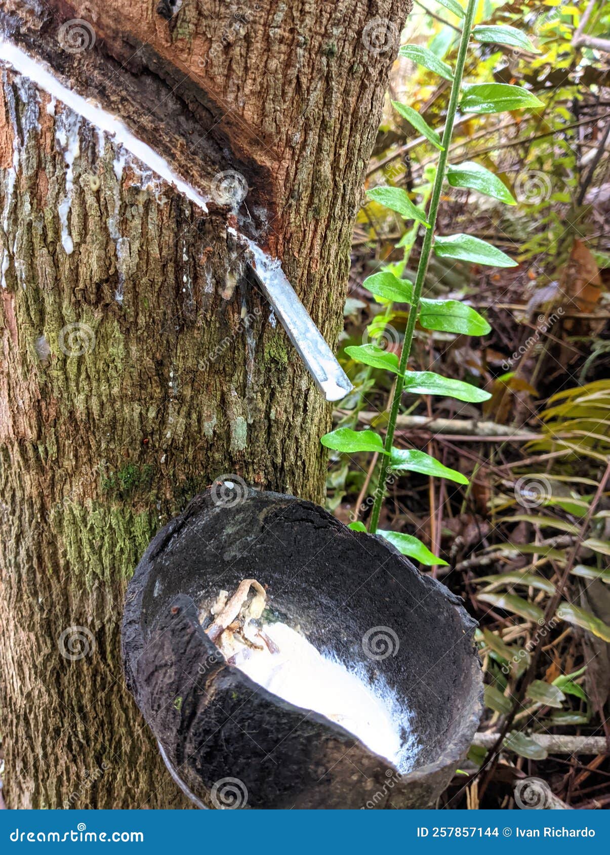 Rubber Tapping is Very Bad, Destroying Rubber Trees Stock Photo - Image ...