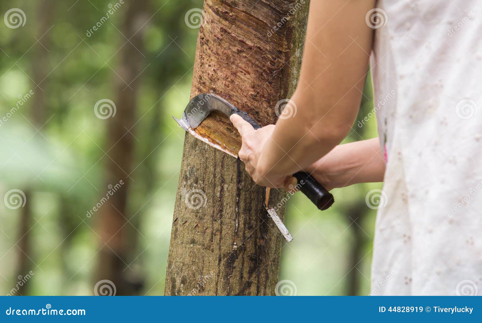 Rubber tapping stock image. Image of tropical, green - 44828919