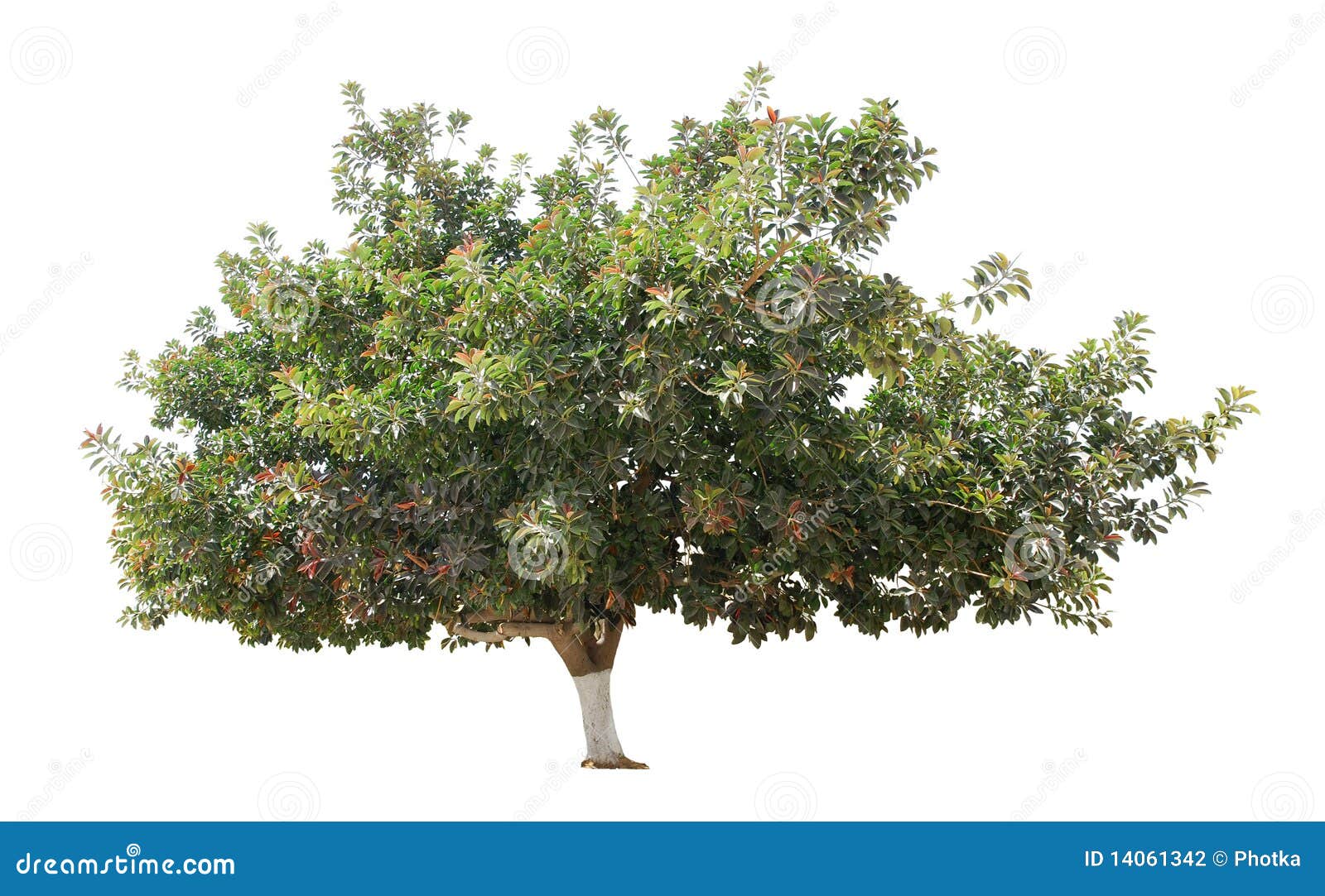 Rubber tree stock photo. Image of single, rubber, growth - 14061342
