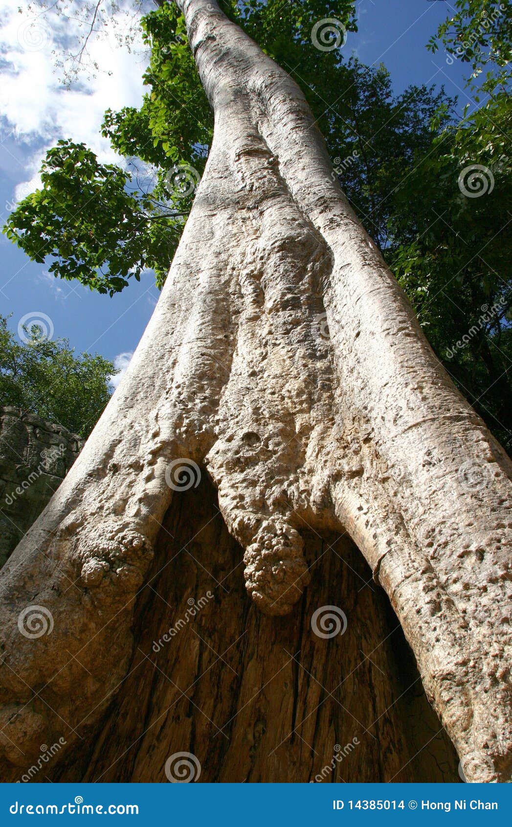 Rubber tree stock photo. Image of rocky, environment - 14385014