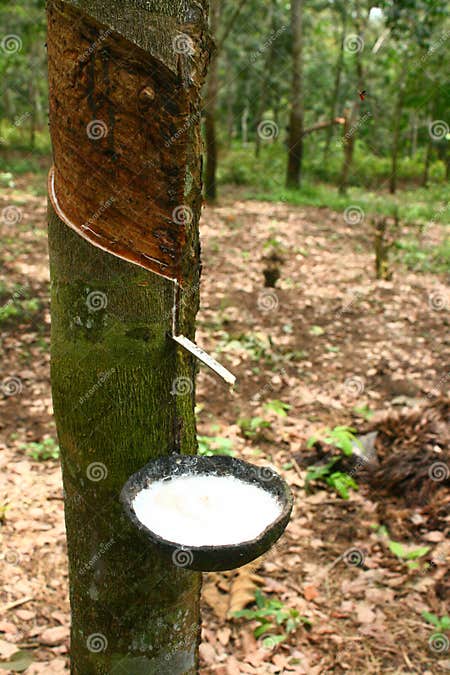 Rubber tree stock photo. Image of green, agricultural - 18878850