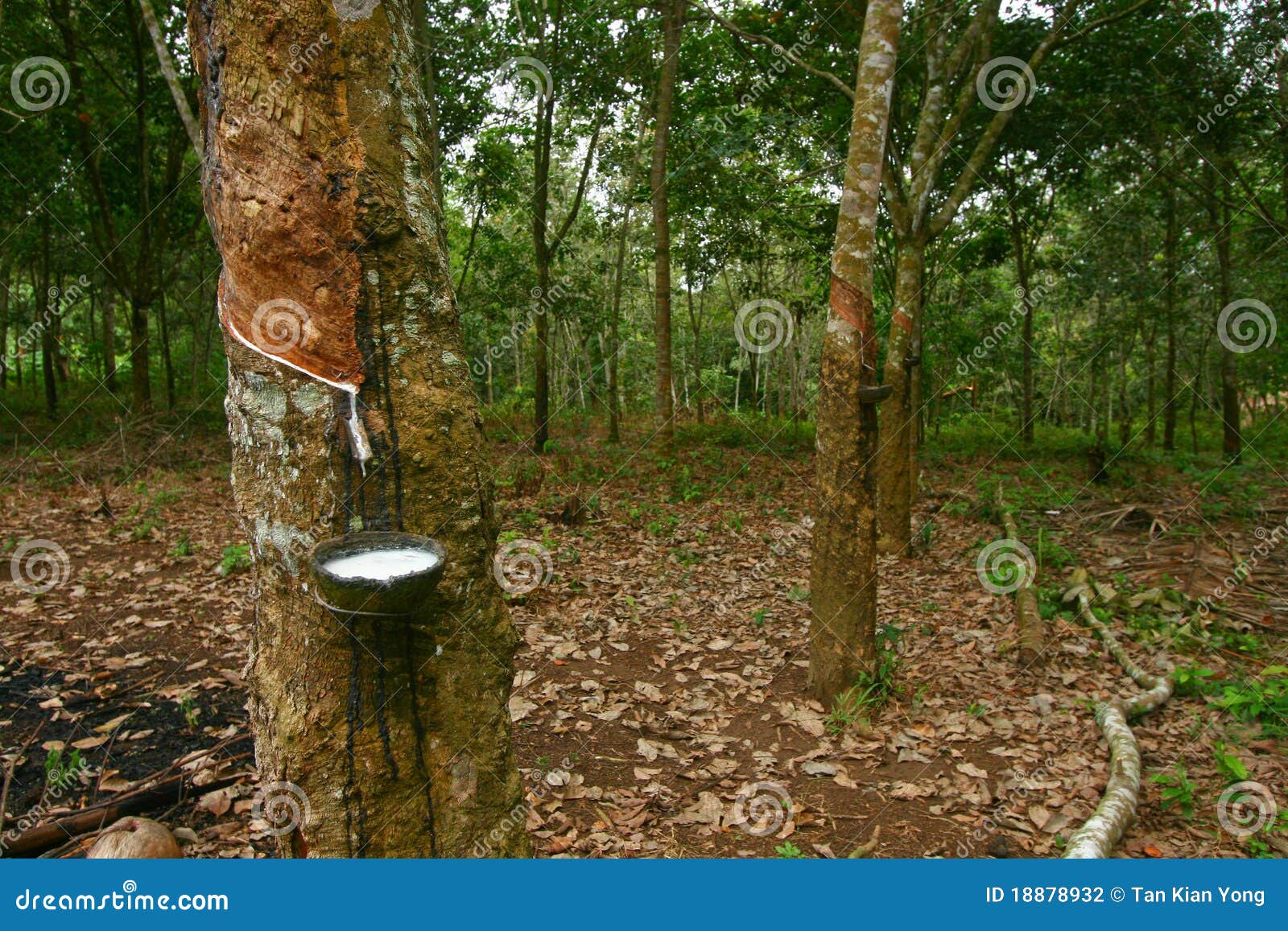 Rubber tree stock photo. Image of grove, plantation, deciduous - 18878932