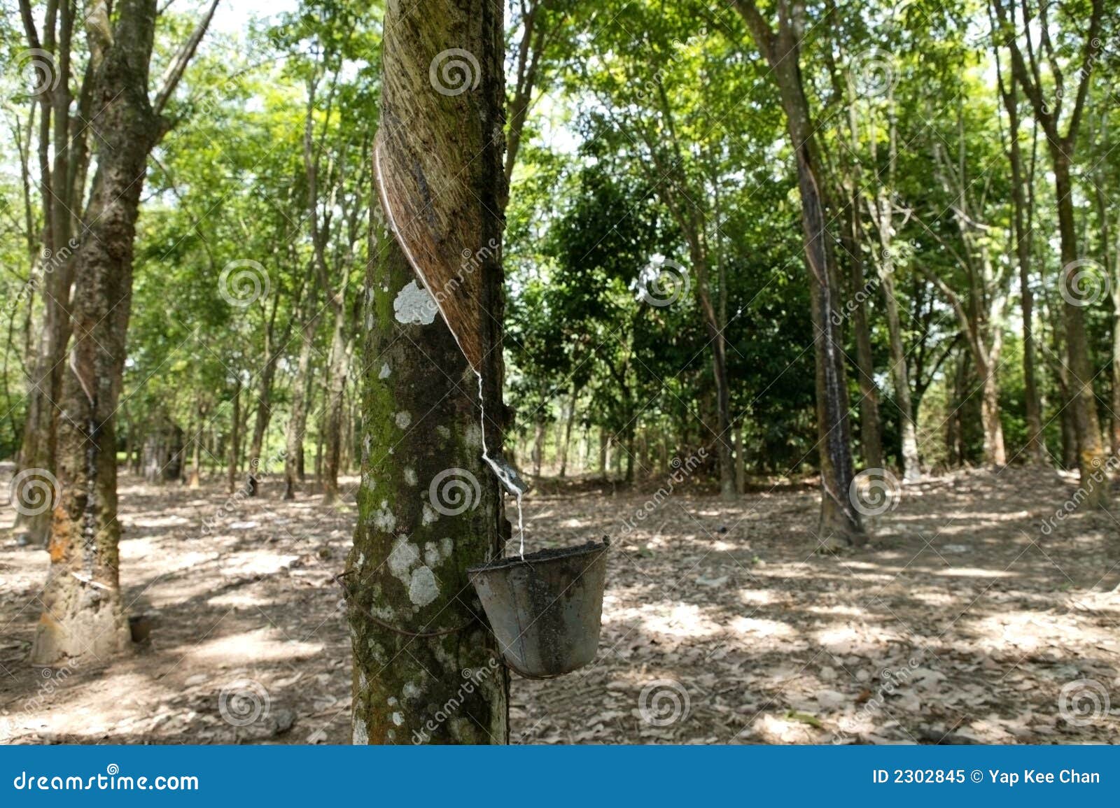 Rubber tree stock image. Image of tree, plastic, plantation - 2302845