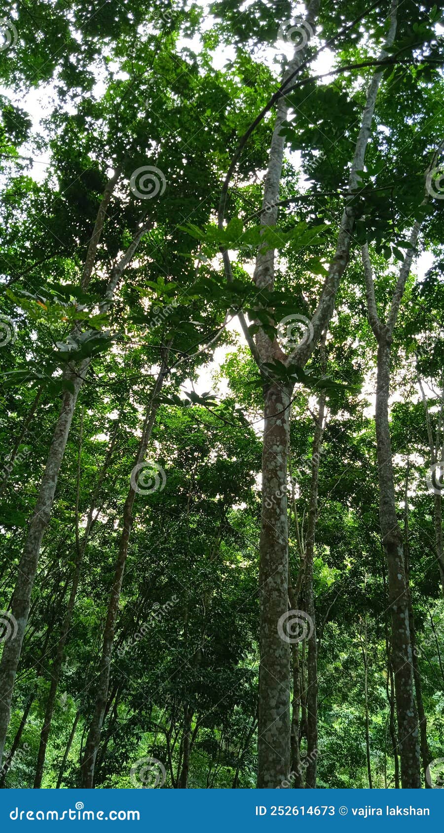 The rubber tree stock image. Image of tropical, jungle - 252614673