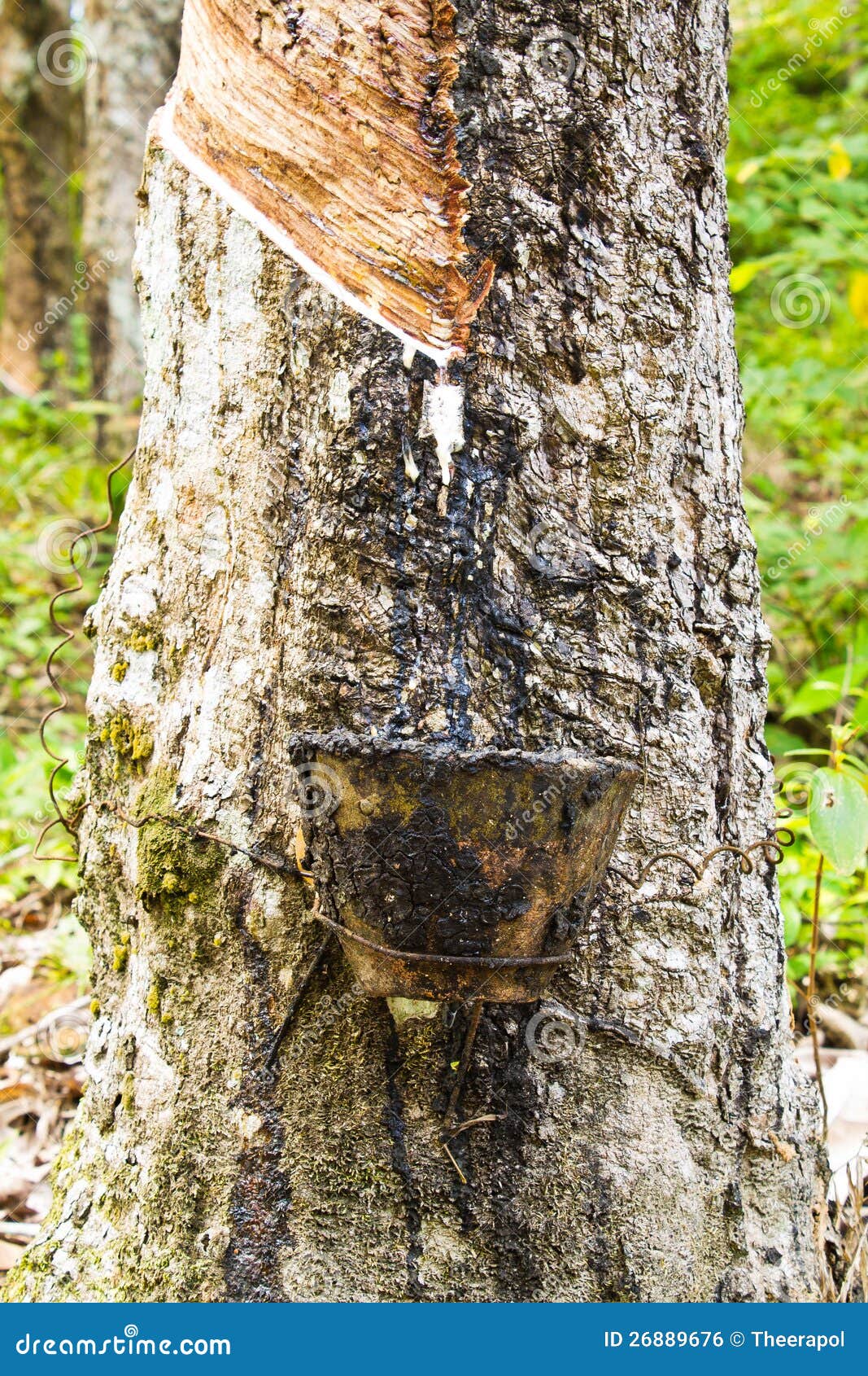 Rubber tree stock photo. Image of elastic, flora, branch - 26889676