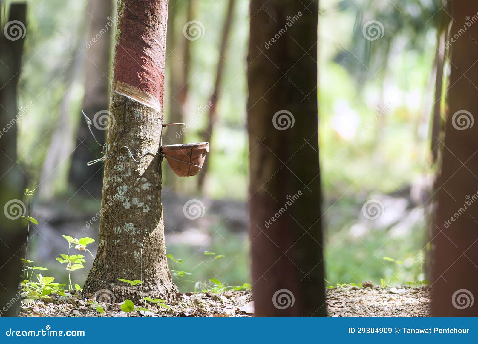 Rubber tree stock image. Image of material, milk, landscape - 29304909