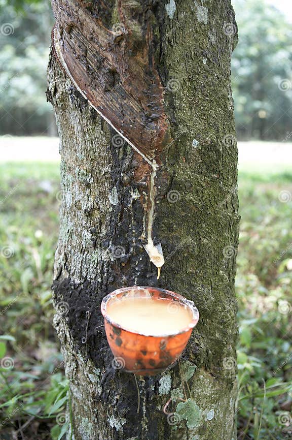 Rubber Tree stock photo. Image of tyres, tropical, industry - 721018