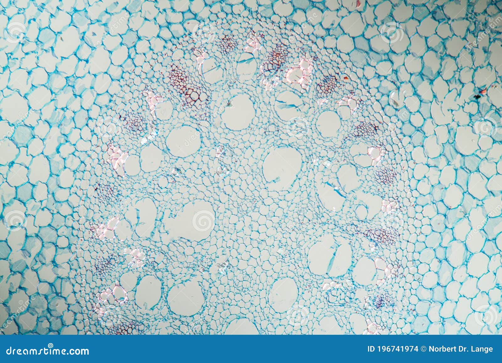 Rubber Tree with Aerial Roots Stock Photo - Image of roots ...