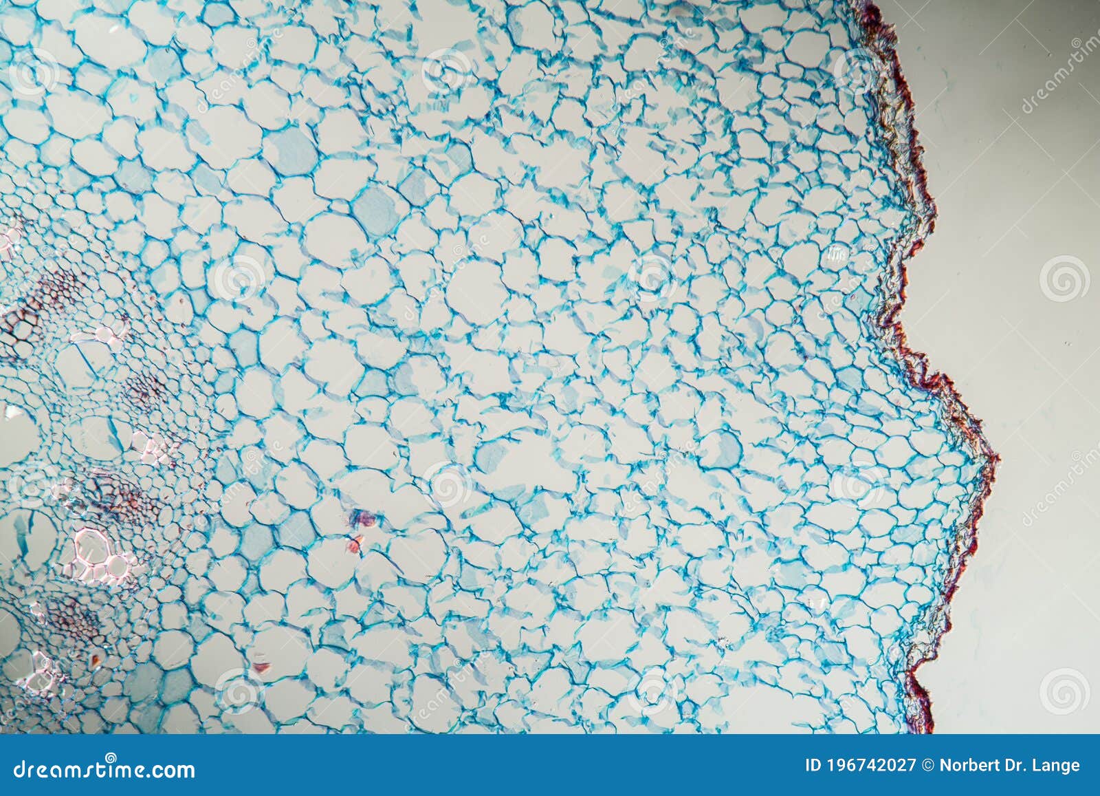 Rubber Tree with Aerial Roots Stock Image - Image of magnifying, small ...