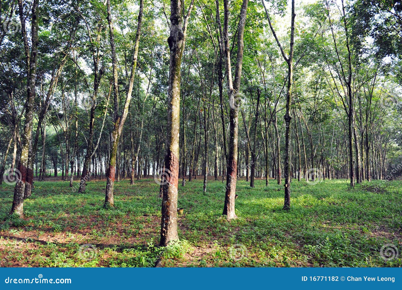 Rubber Tree Background stock photo. Image of forest, malaysia - 16771182