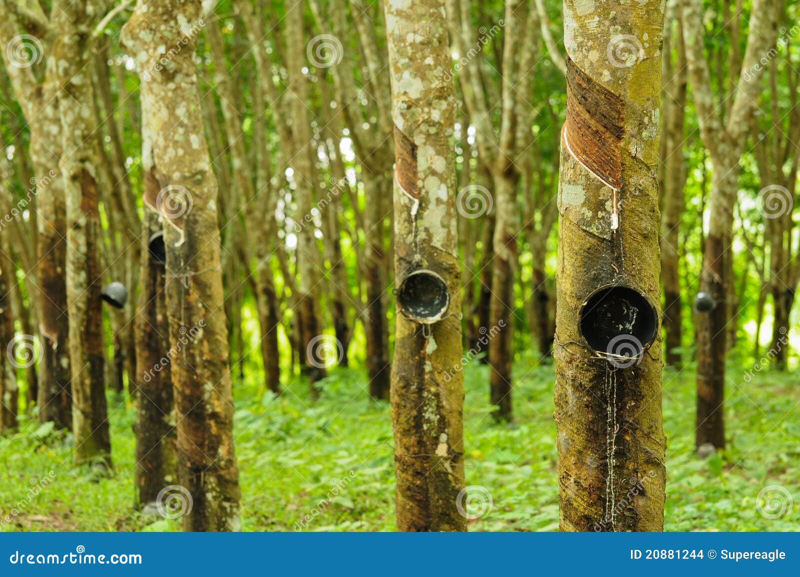 1,351 Thai Rubber Tree Photos - Free & Royalty-Free Stock Photos from ...