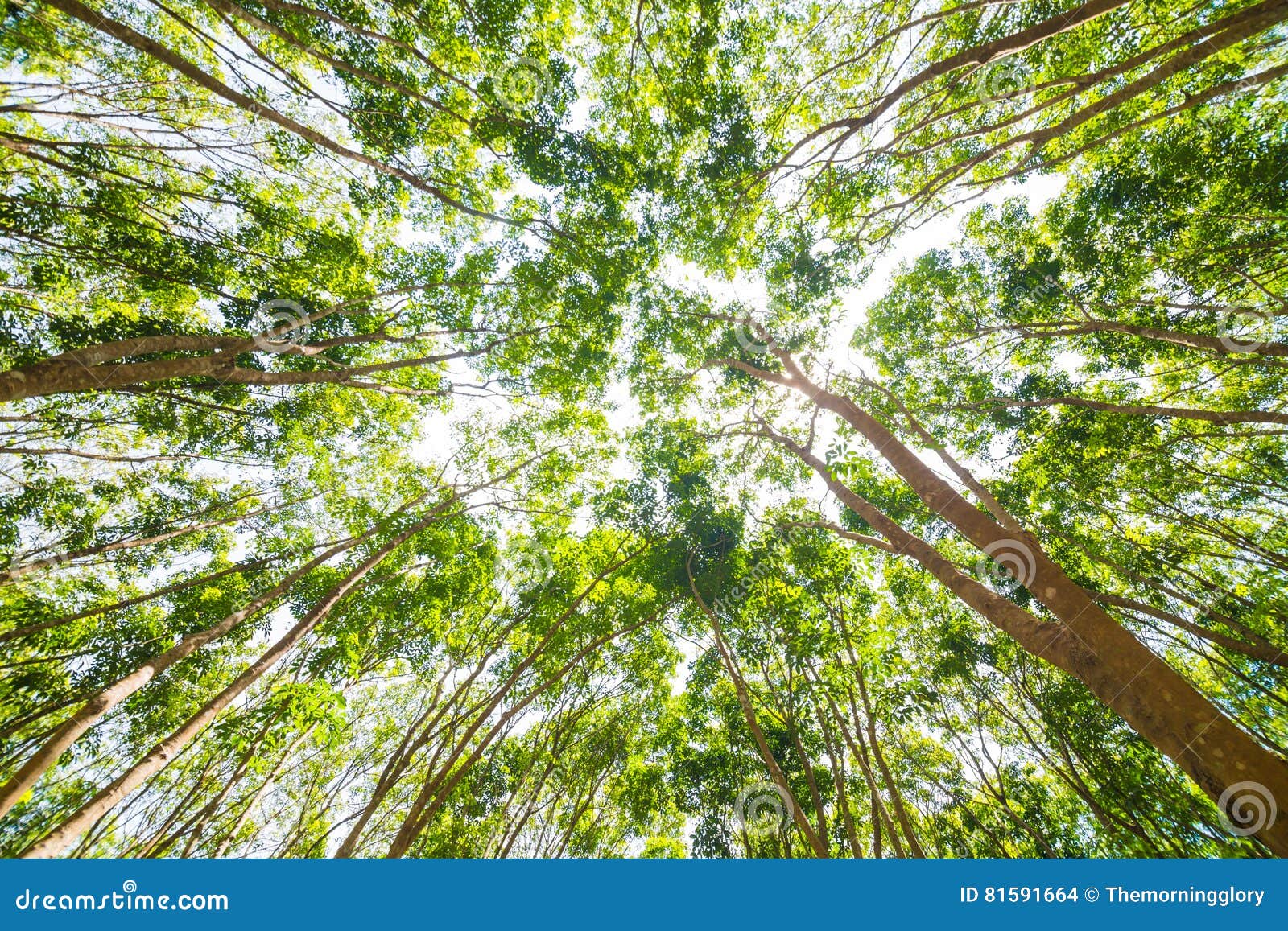 Rubber Tree Background in Deep Forest Stock Photo - Image of green ...
