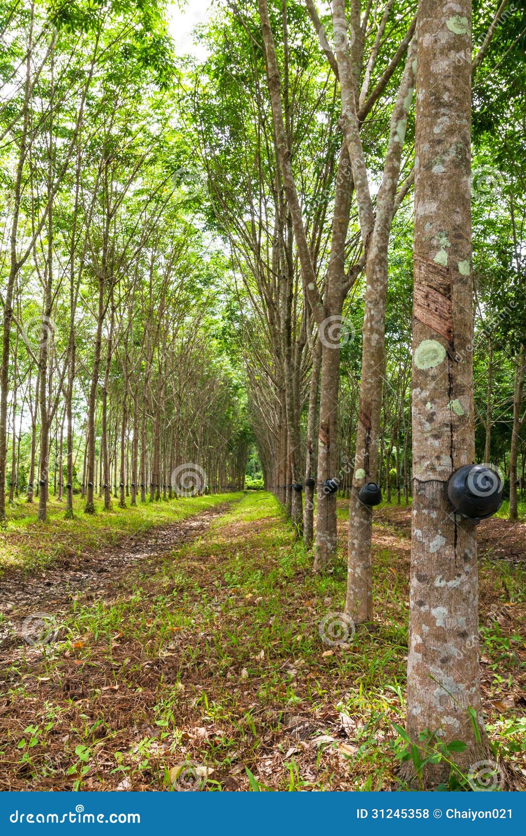 Rubber tree background stock photo. Image of agriculture - 31245358