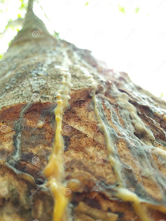 Rubber Tree bark pattern stock image. Image of rubber - 148293205