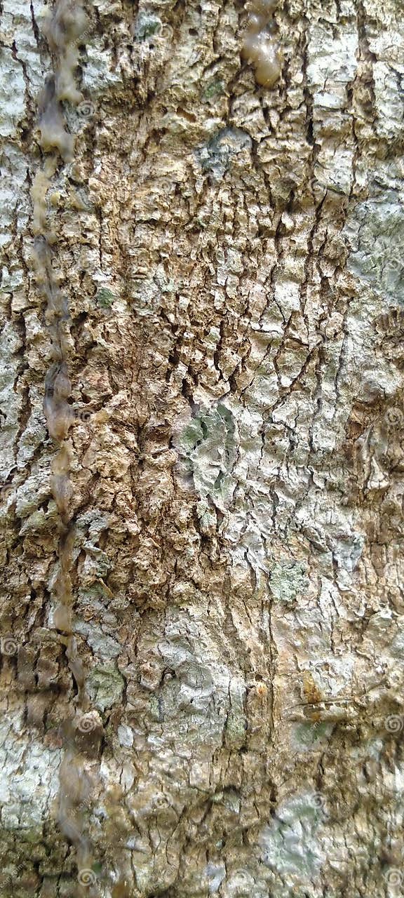 Rubber Tree Bark Taken at Close Range Stock Photo - Image of beautiful ...