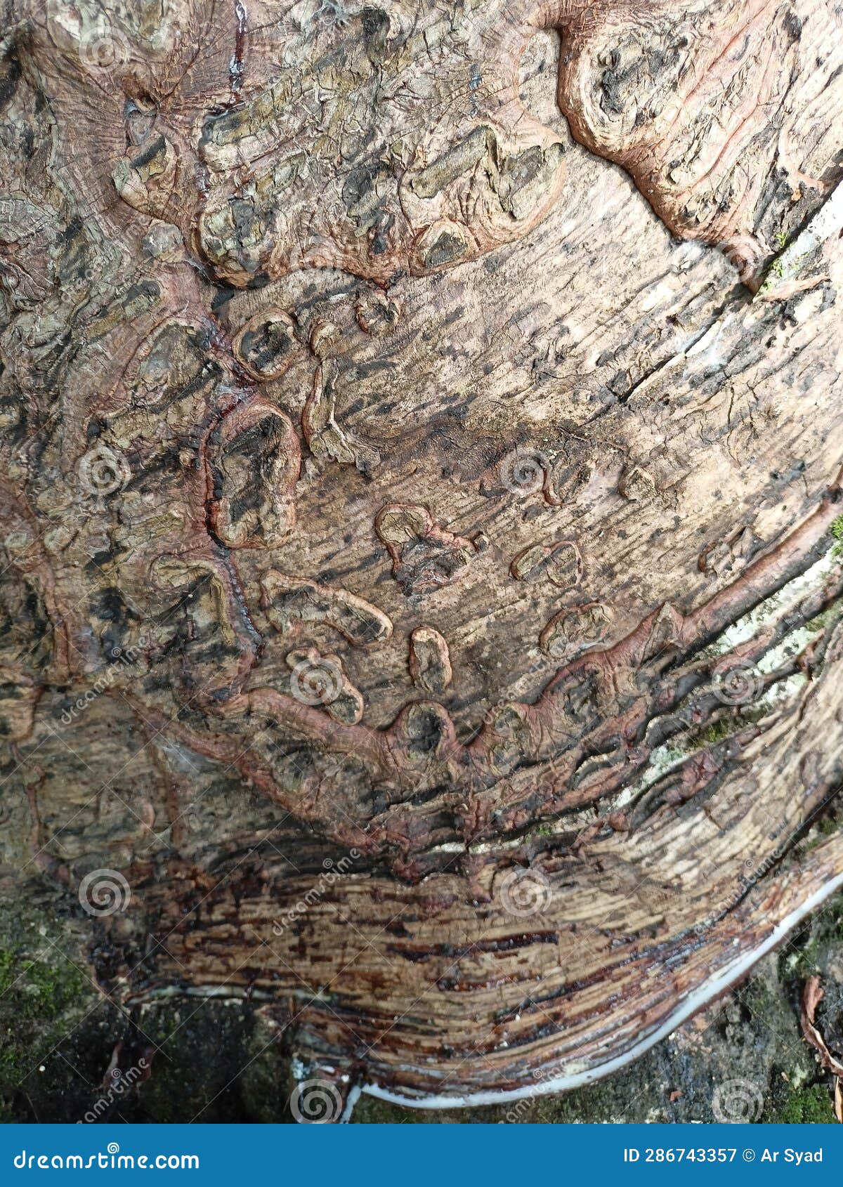 Rubber Tree Bark after Tapping Stock Image - Image of carving, geology ...