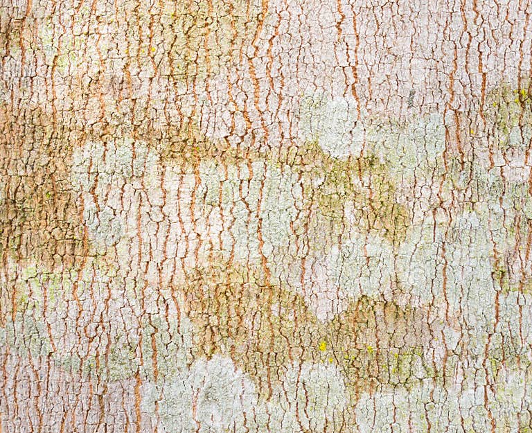 Rubber Tree Bark Texture Background 2 Stock Image - Image of immemorial ...