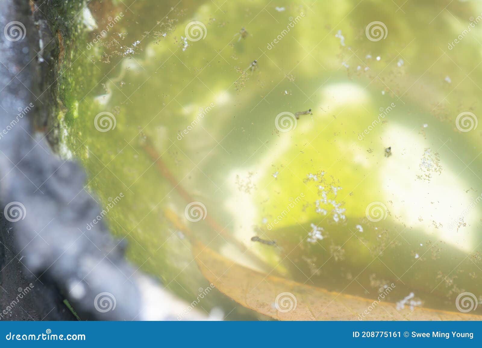 Rubber Tree Bowl Fills with Water the Breeding Ground for Mosquito ...