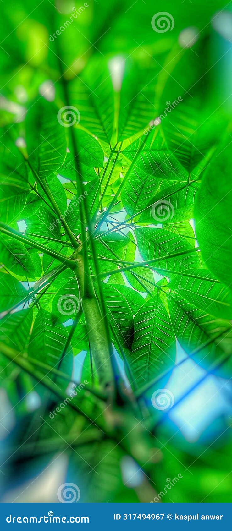 Rubber Tree Branches Reaching Up To the Sky Stock Image - Image of tree ...