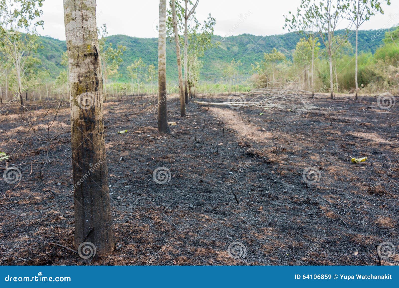 Rubber tree burnt stock image. Image of horizontal, queens - 64106859