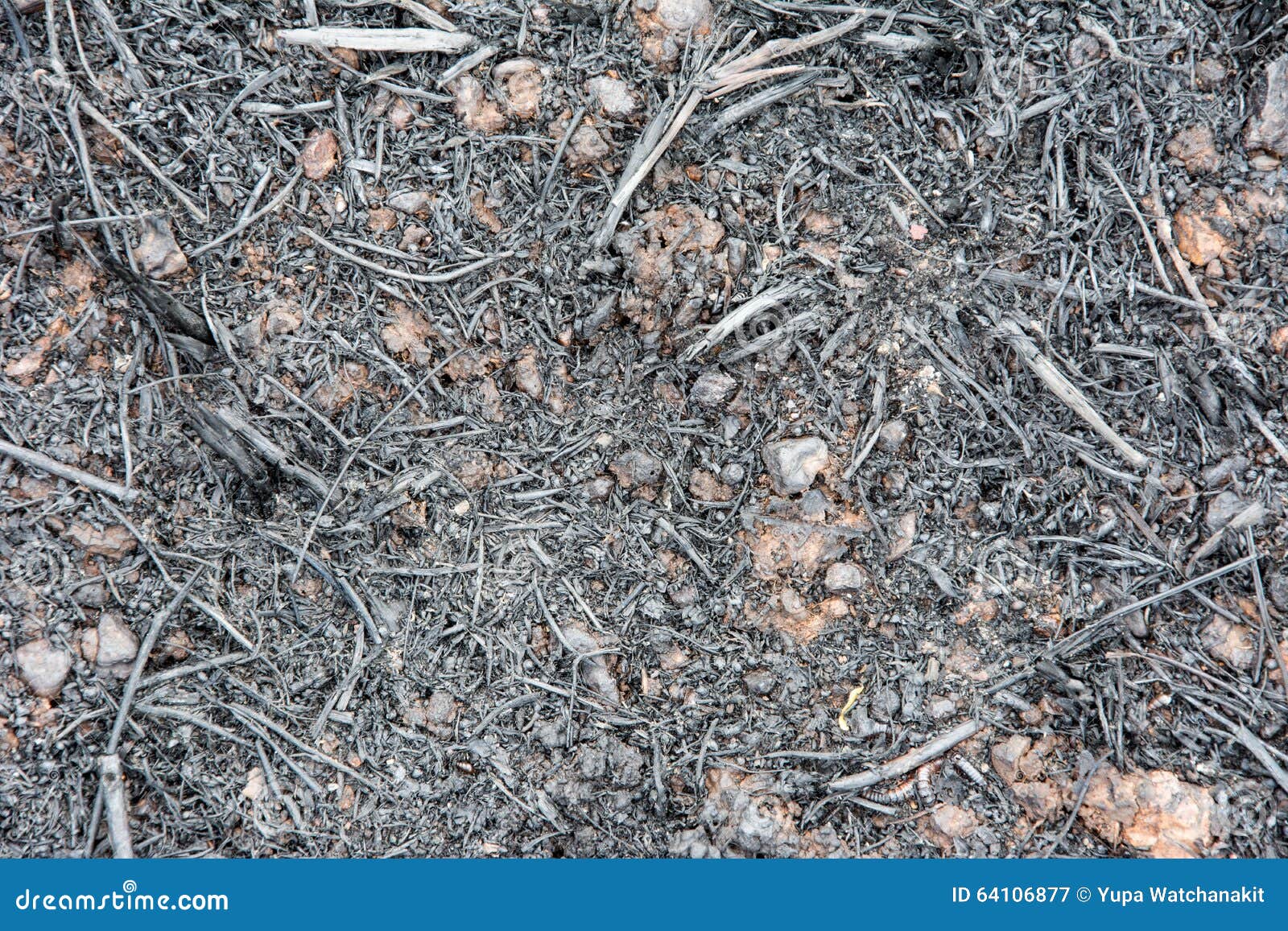 Rubber tree burnt stock image. Image of destroyed, natural - 64106877