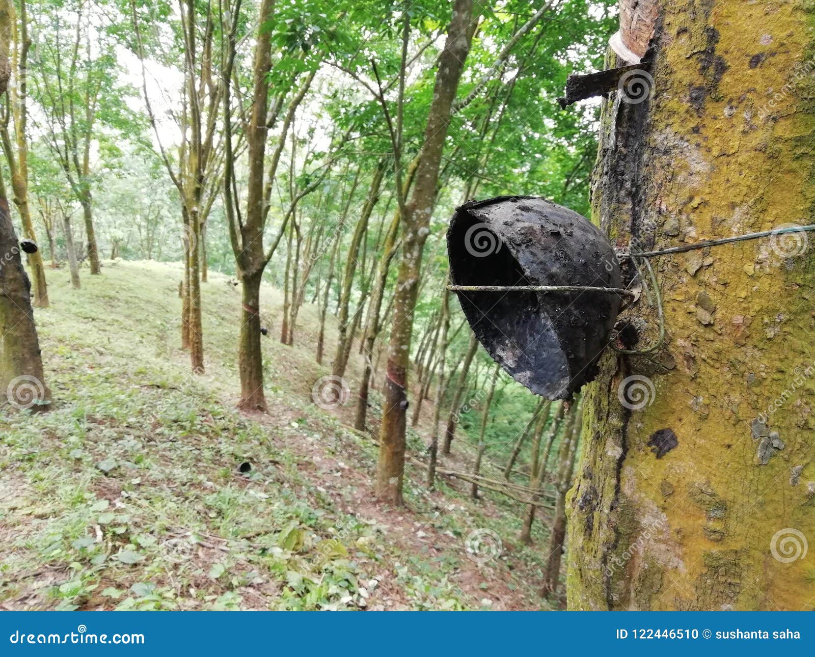 Rubber tree stock photo. Image of rubber, tree, collection - 122446510