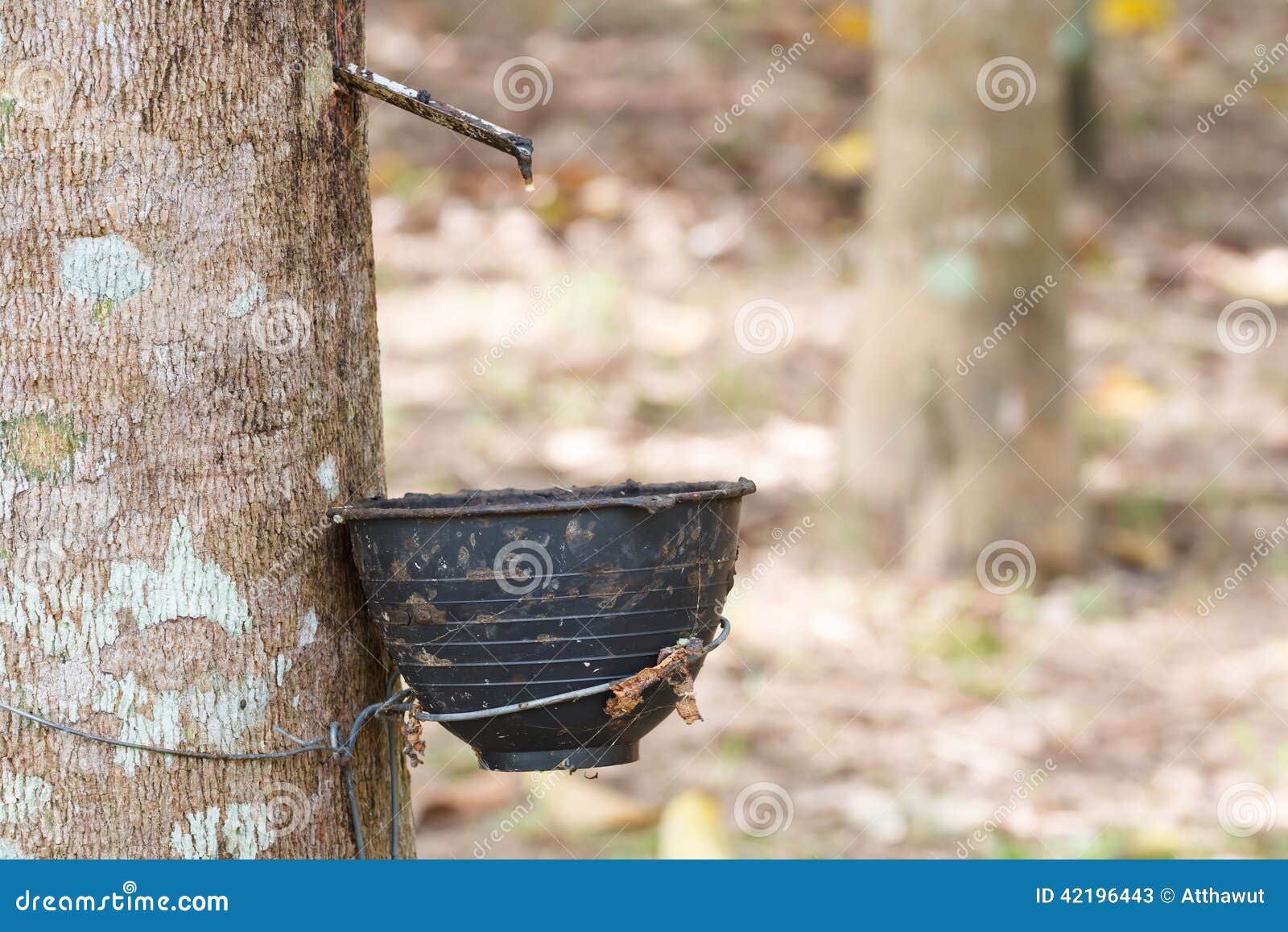 Rubber tree stock image. Image of liquid, asian, environment - 42196443