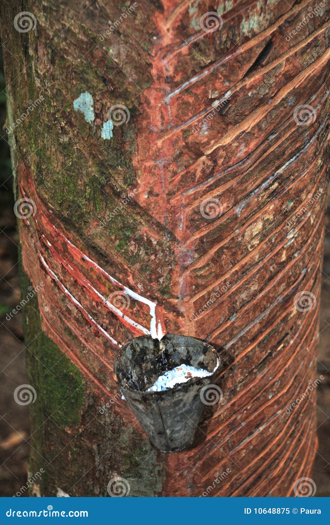 Rubber Tree Latex Plant. Natural Latex Production In Thailand Royalty ...