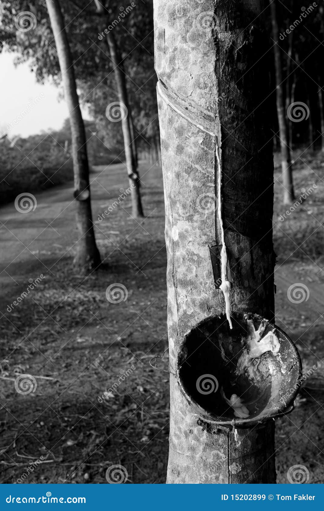 Rubber tree dripping sap stock image. Image of grove - 15202899