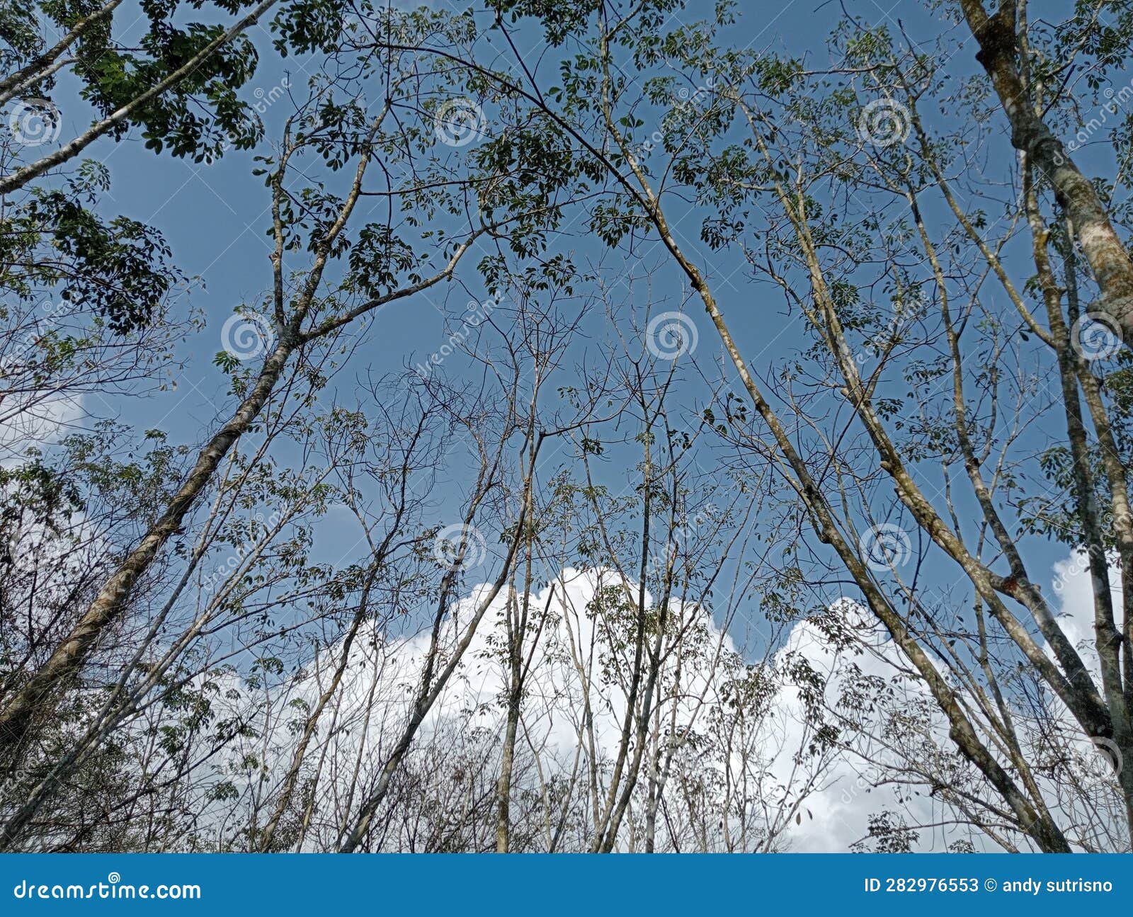 Rubber Tree in the Dry Season, the Leaves Fall Stock Image - Image of ...