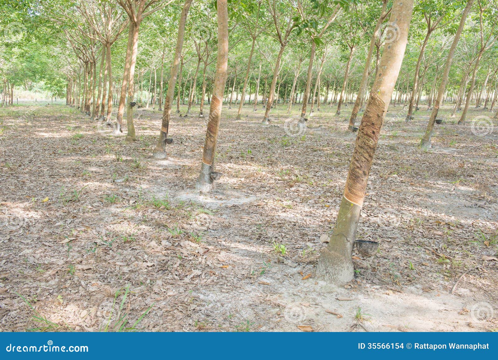 Rubber tree farm stock photo. Image of plant, cash, liquid - 35566154