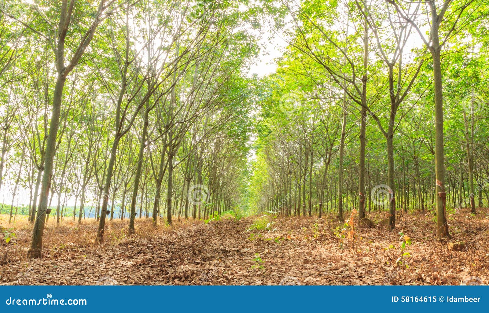 Rubber tree stock image. Image of tree, source, thailand - 58164615