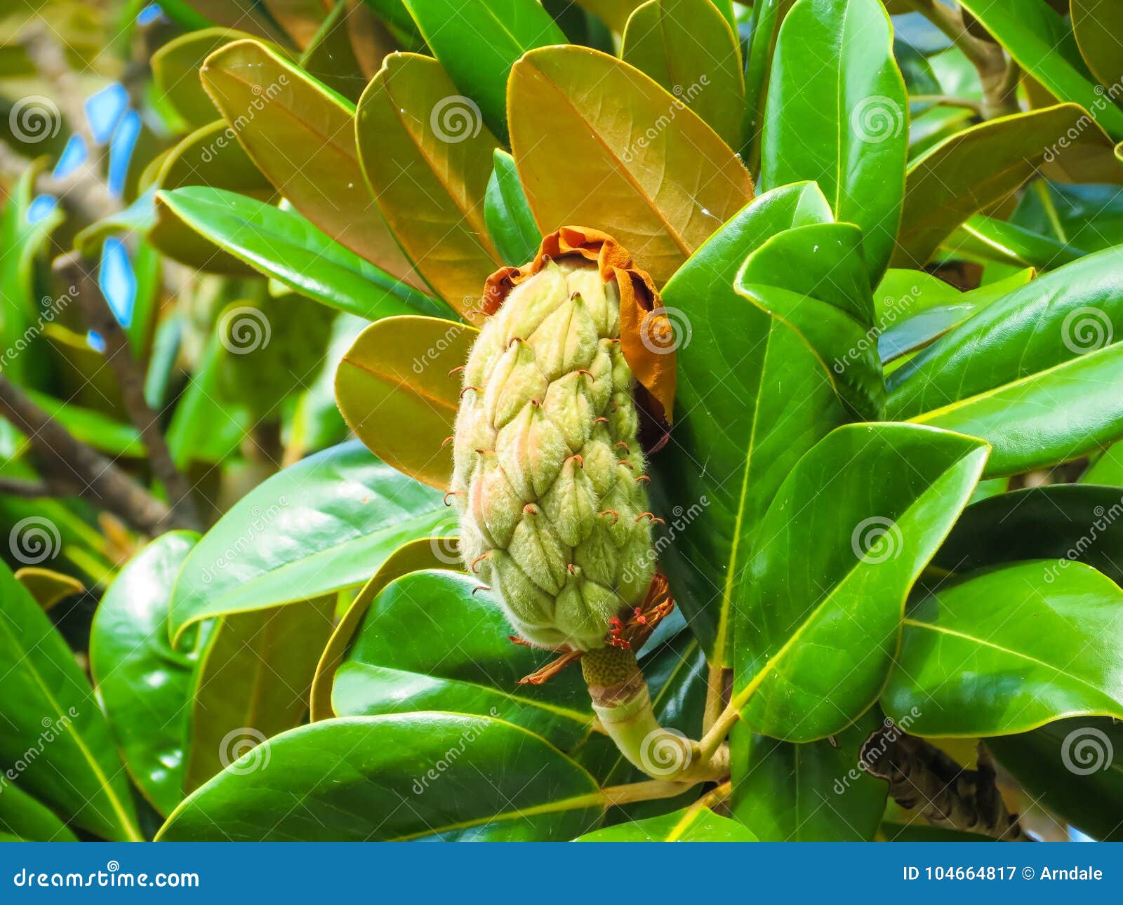 Ficus Elastica Flower