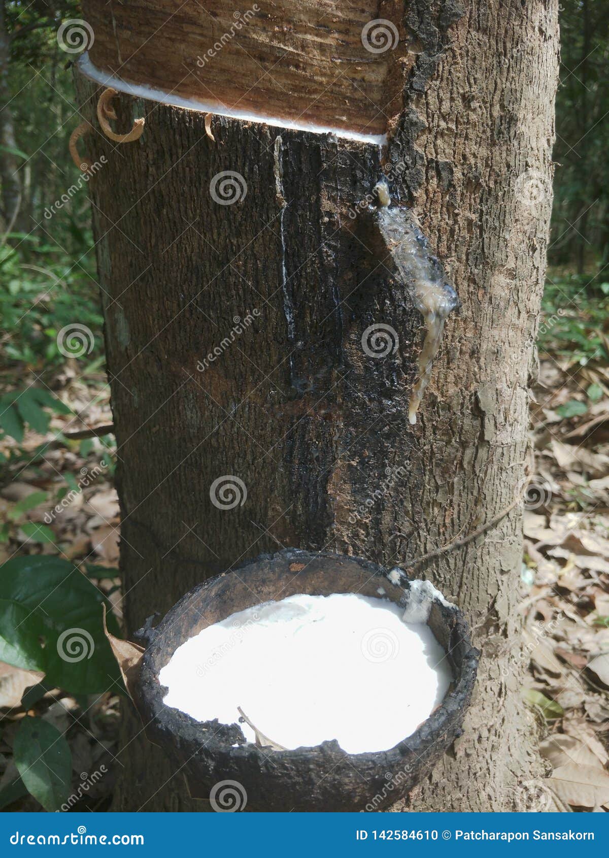 Rubber tree in a field stock photo. Image of industrial - 142584610