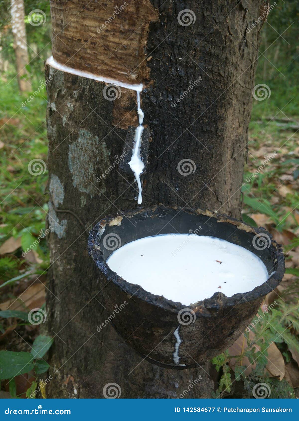 Rubber tree in a field stock image. Image of landscape - 142584677