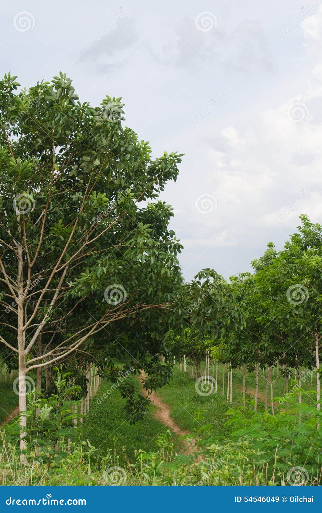 Rubber tree stock image. Image of natural, agriculture - 54546049