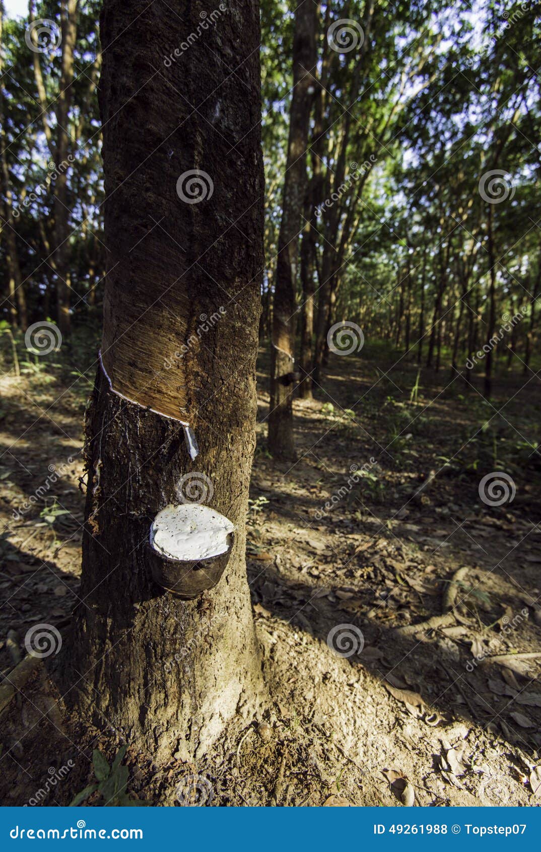 Rubber Tree Field with White Latex Stock Photo - Image of nature ...