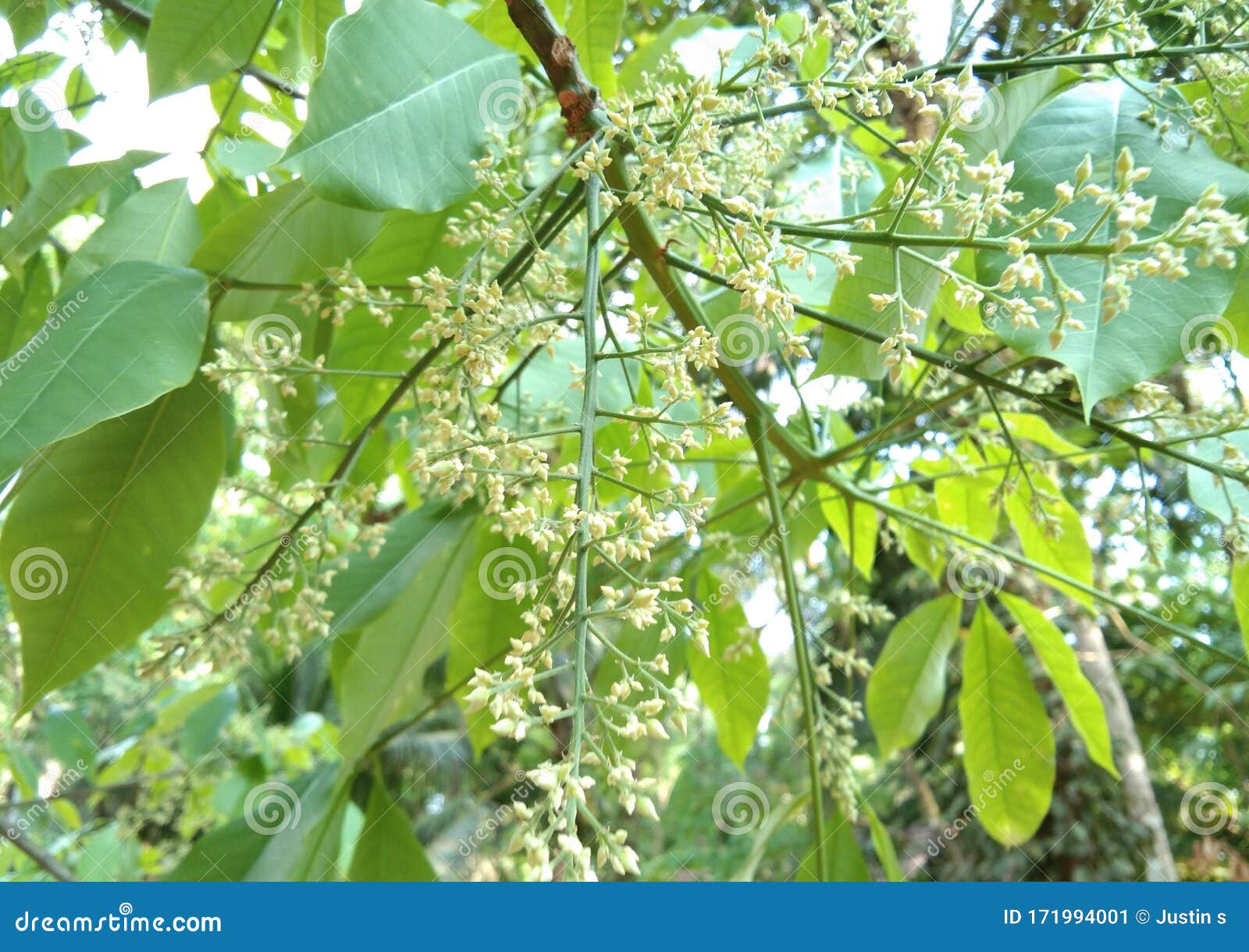 Rubber Tree Flower and Leafs Stock Image - Image of tropical, green ...