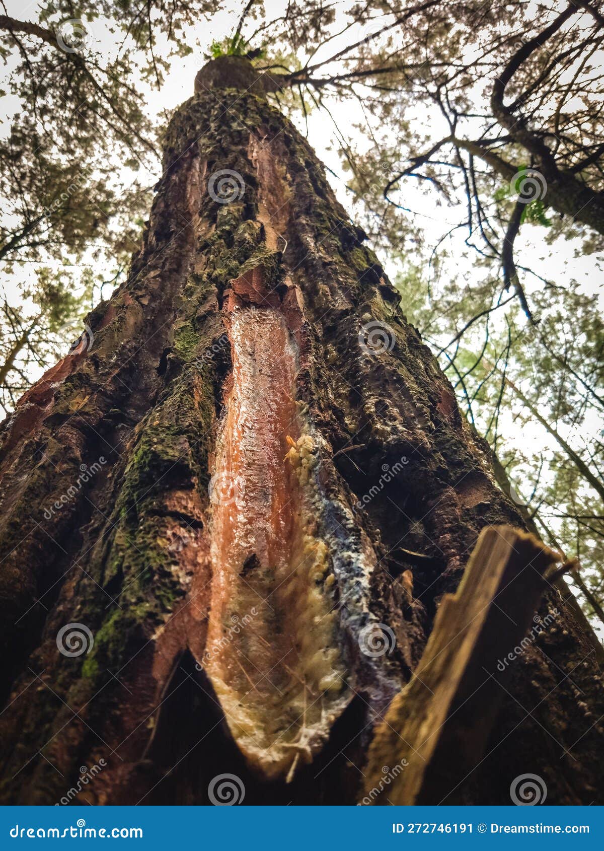 Rubber Tree in the Forest with Incision To Get the Sap Stock Image ...