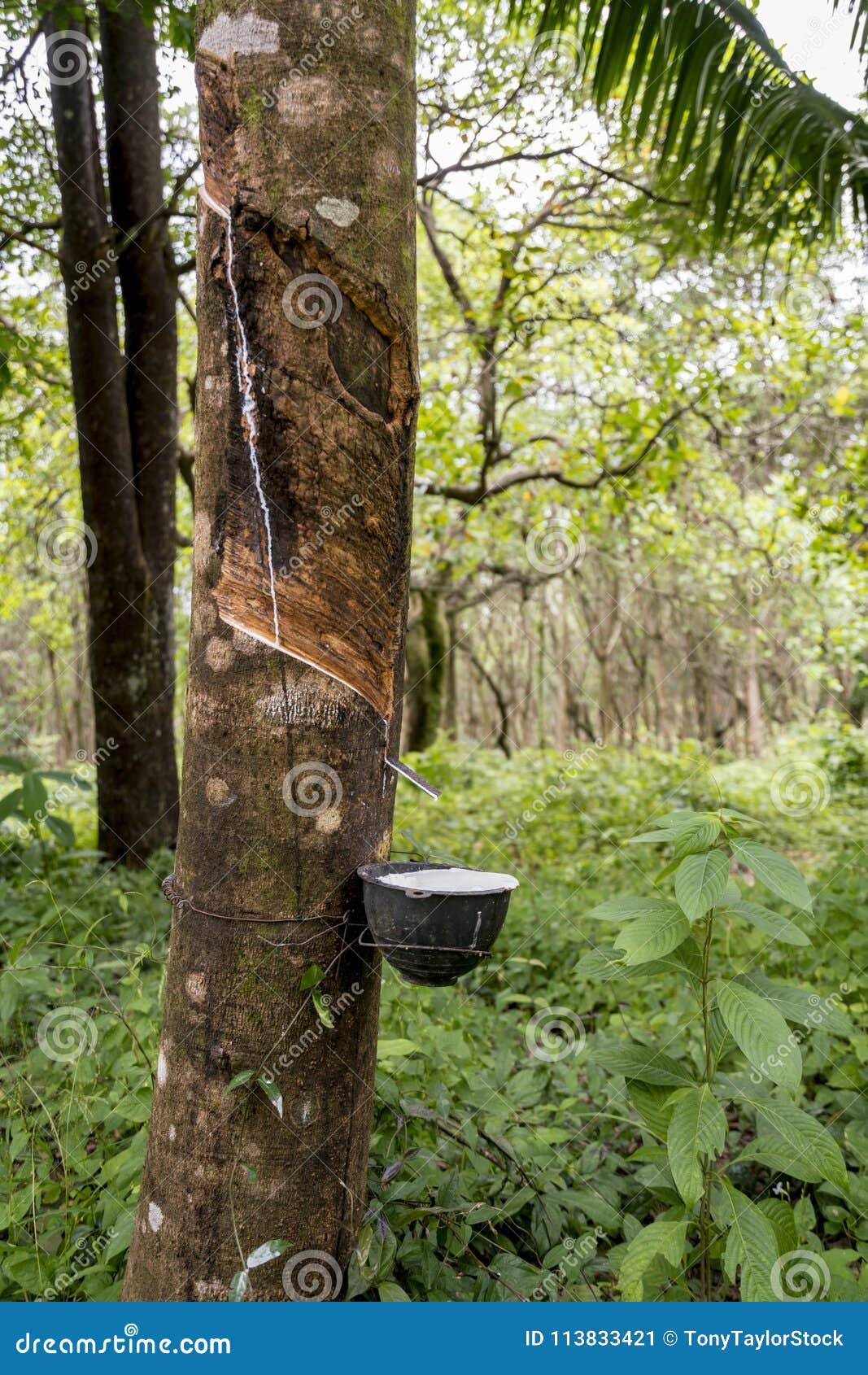 Rubber Tapping in the Jungle Stock Image - Image of liquid, farm: 113833421