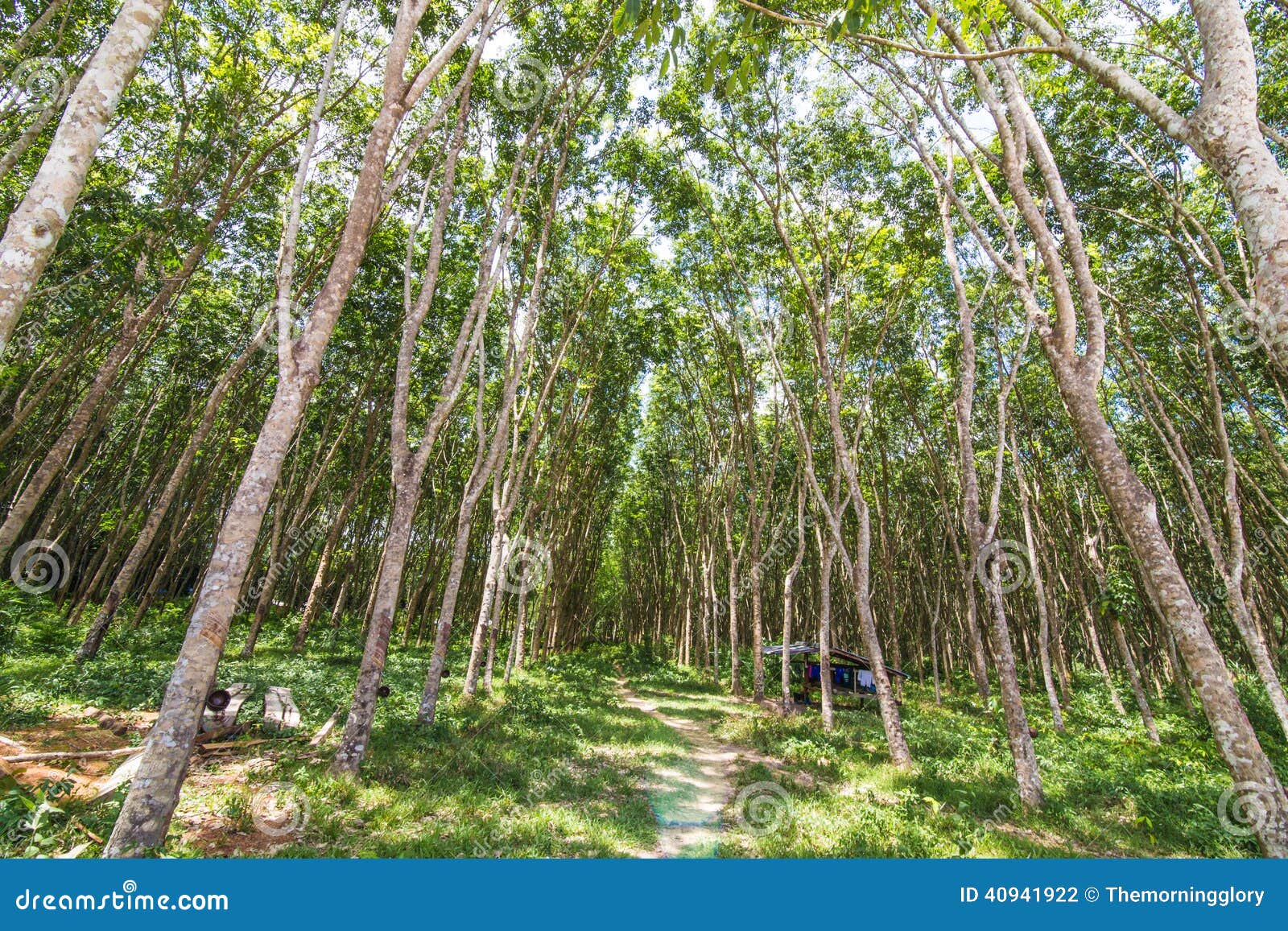 Rubber tree forest stock photo. Image of deep, jungle - 40941922